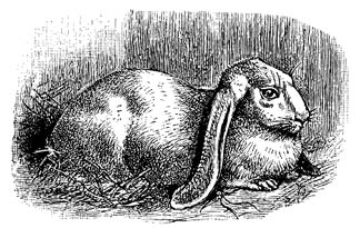 The Book Shelf: The Easter Bunny in Ancient Mythology by Katharine ...