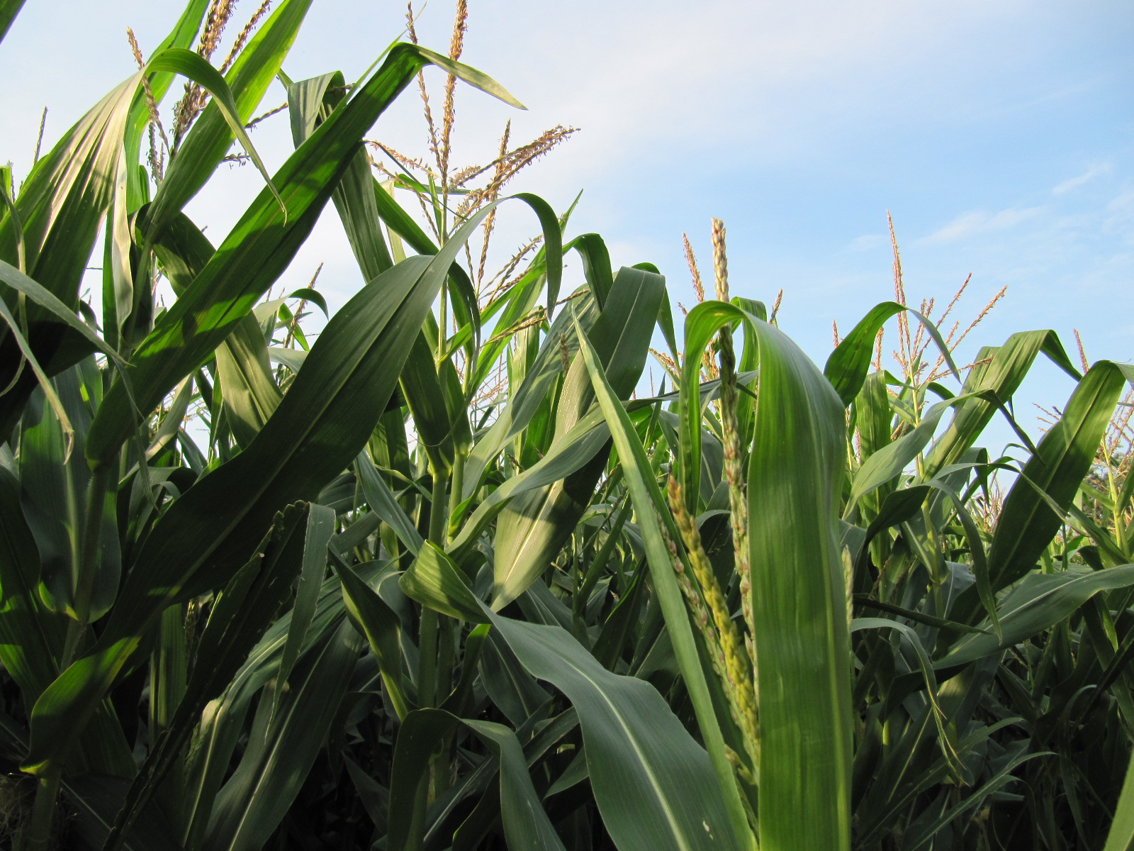 Garter Mademoiselle: Corn fields and childhood memories
