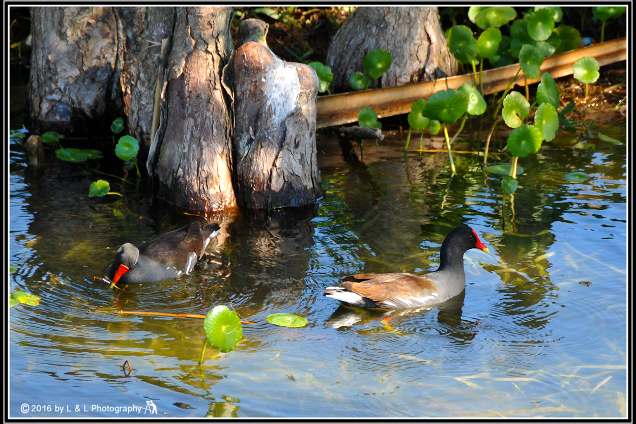 Ocala, Central Florida & Beyond: Florida Ducks Having Fun