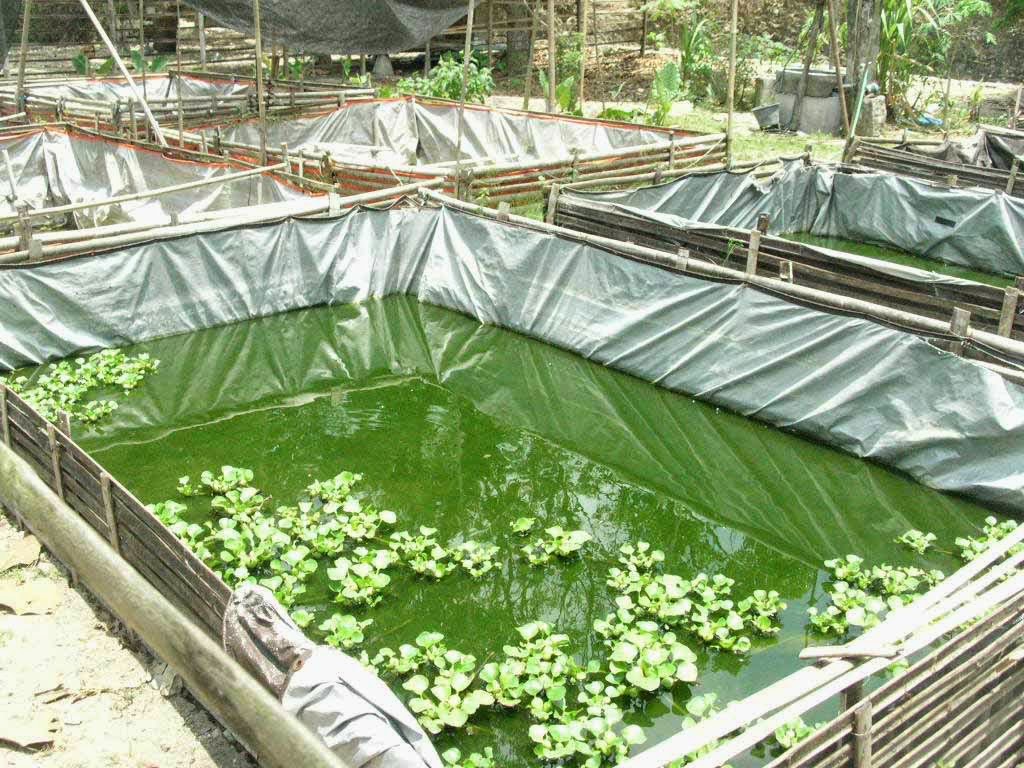 Cara Pembesaran Budidaya Lele Sangkuriang di Kolam Terpal - Alam Ikan