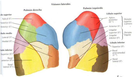 Leer y Aprender Juntos: Traquea, Bronquios y Pedínculo Pulmonar