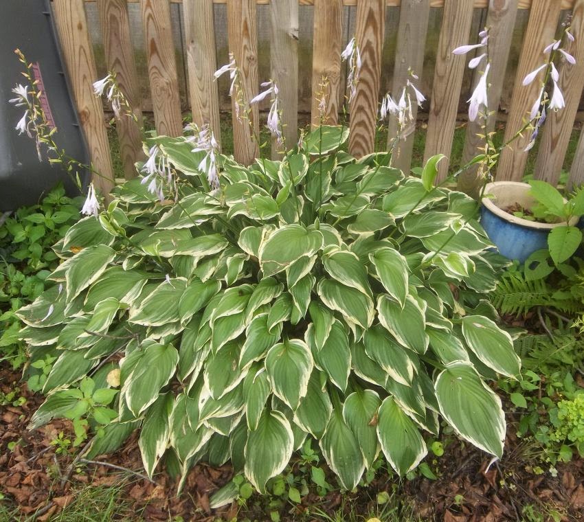 Future Plants by Randy Stewart: Hosta