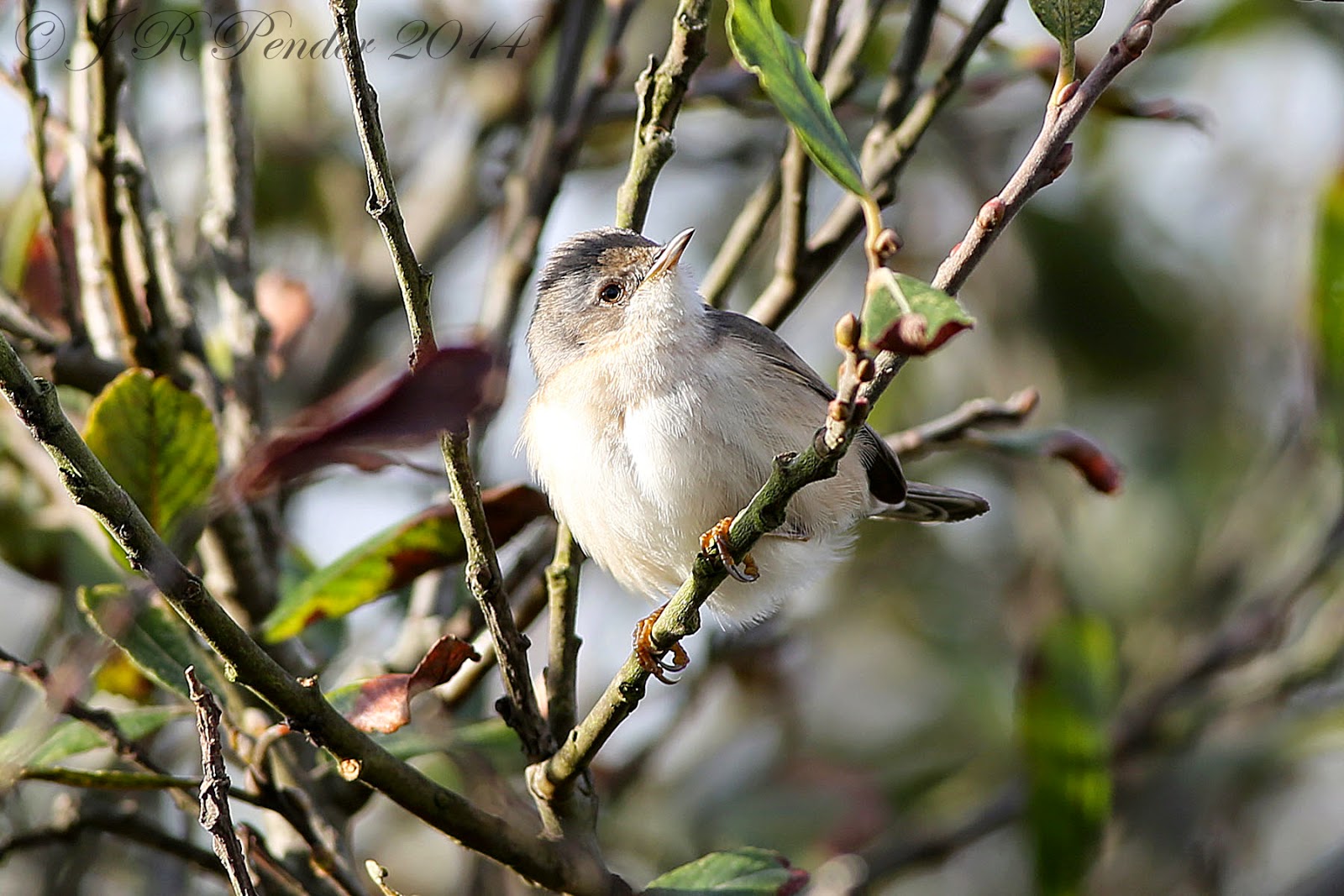 Joe Pender Wildlife Photography: Subalpine Warbler ((Sylvia cantillans)