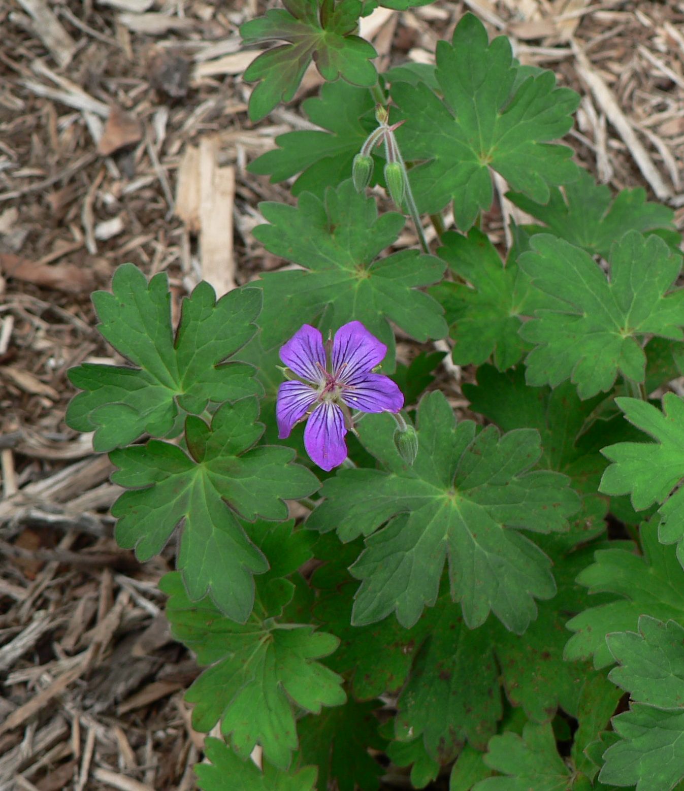 Visit My Garden: Hardy Geraniums (Cranesbill)