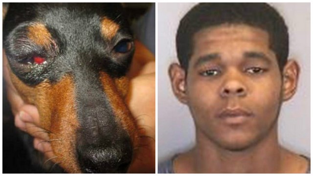 Criminal Acusado Y Preso Por Golpear A Su Propio Perro Por Hacer Sus Necesidades Dentro De