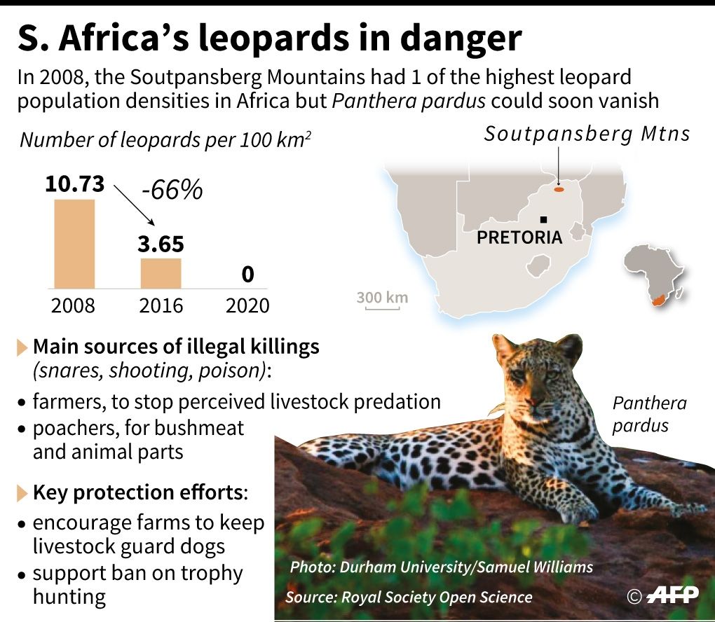 Key S. African leopard population 'crashing', study warns ~ History ...