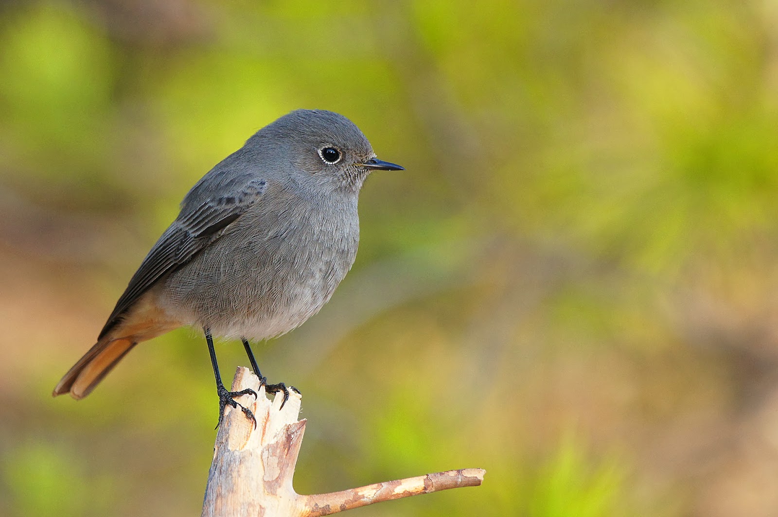 Pasión por las aves: Colirrojo tizón.(Phoenicurus ochruros)