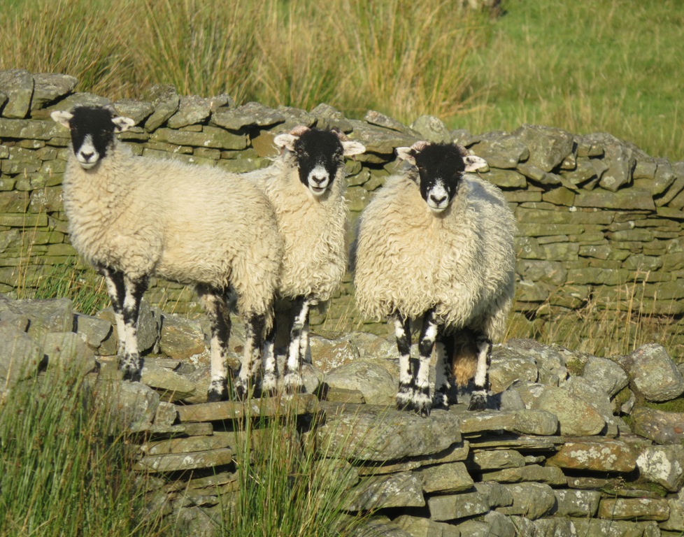 Pry House Farm www.upperswaledaleholidays.co.uk: Hill Sheep or Mountain ...