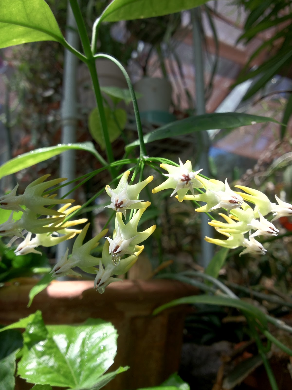 Houseplant Guru: Shooting Stars