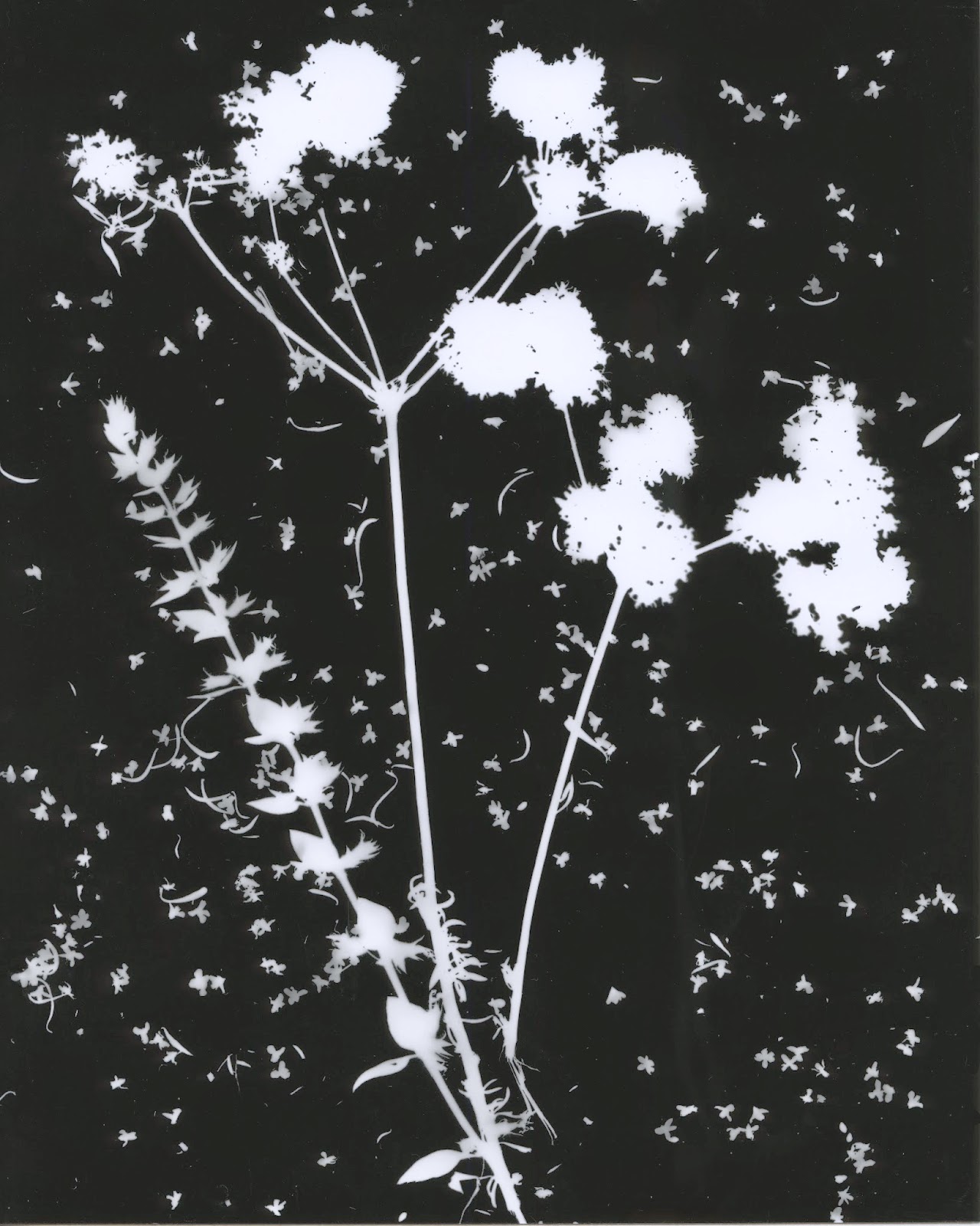 Fantastic&Strange: Photograms- The Darkroom
