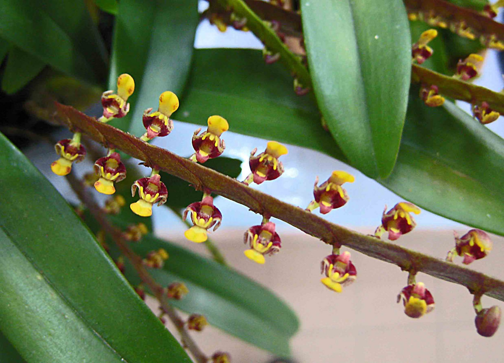 Bulbophyllum falcatum care and culture | Travaldo's blog