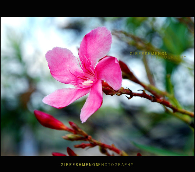 flowers - gireeshmenon: ചുവന്ന അരളി (red arali) Oleander