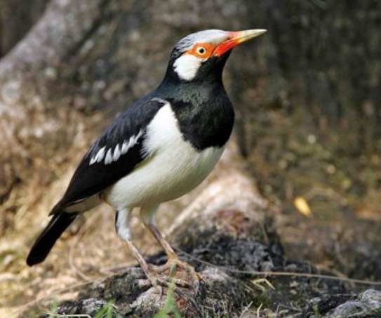 hobby burung kicau: Merawat Jalak Suren