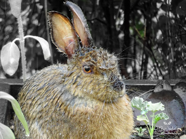 Wet Hare Wildlife Photography 2 photos + Video - ArtByJudieAnn