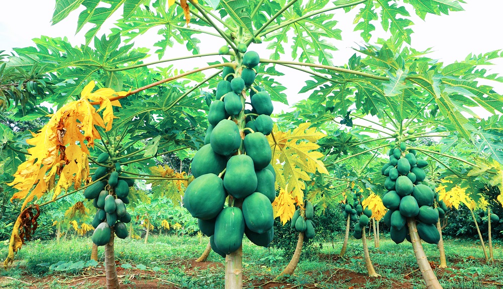 ATI in Bicol: Sonrisa Farm - The Daily Posh | A lifestyle and travel blog.