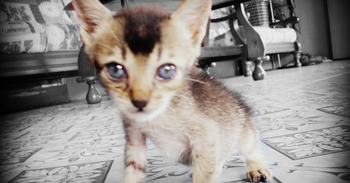 Kucing Angkat ~ Blog sofinahlamudin.com