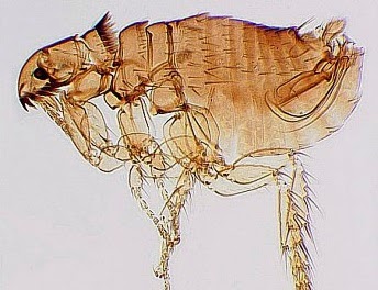 Acaro delle ciglia | La pulce del gatto | Quali esseri vivono in casa ...