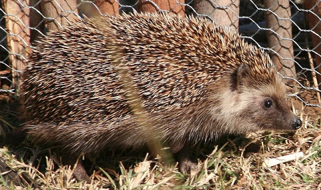 Krimpvarkie / South African Hedgehog – Roekeloos.co.za