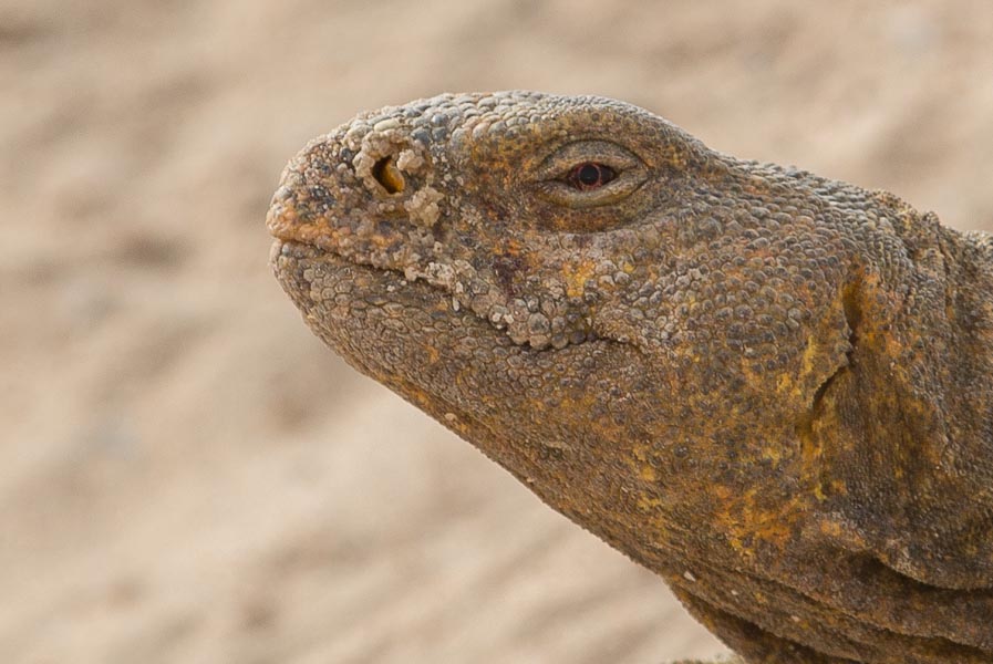 Birds of Saudi Arabia: Arabian Spiny-tailed Lizards – Dhahran Hills