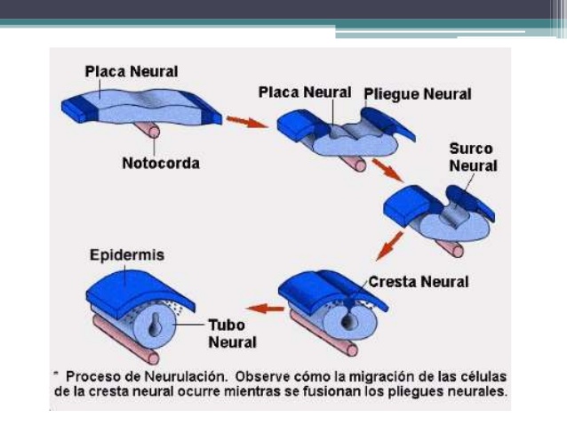 Psicología: Formación y cierre de la placa neural