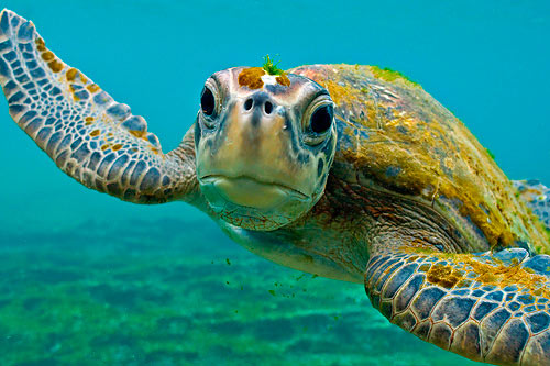 Amena's Photography Journey: Andy Rouse