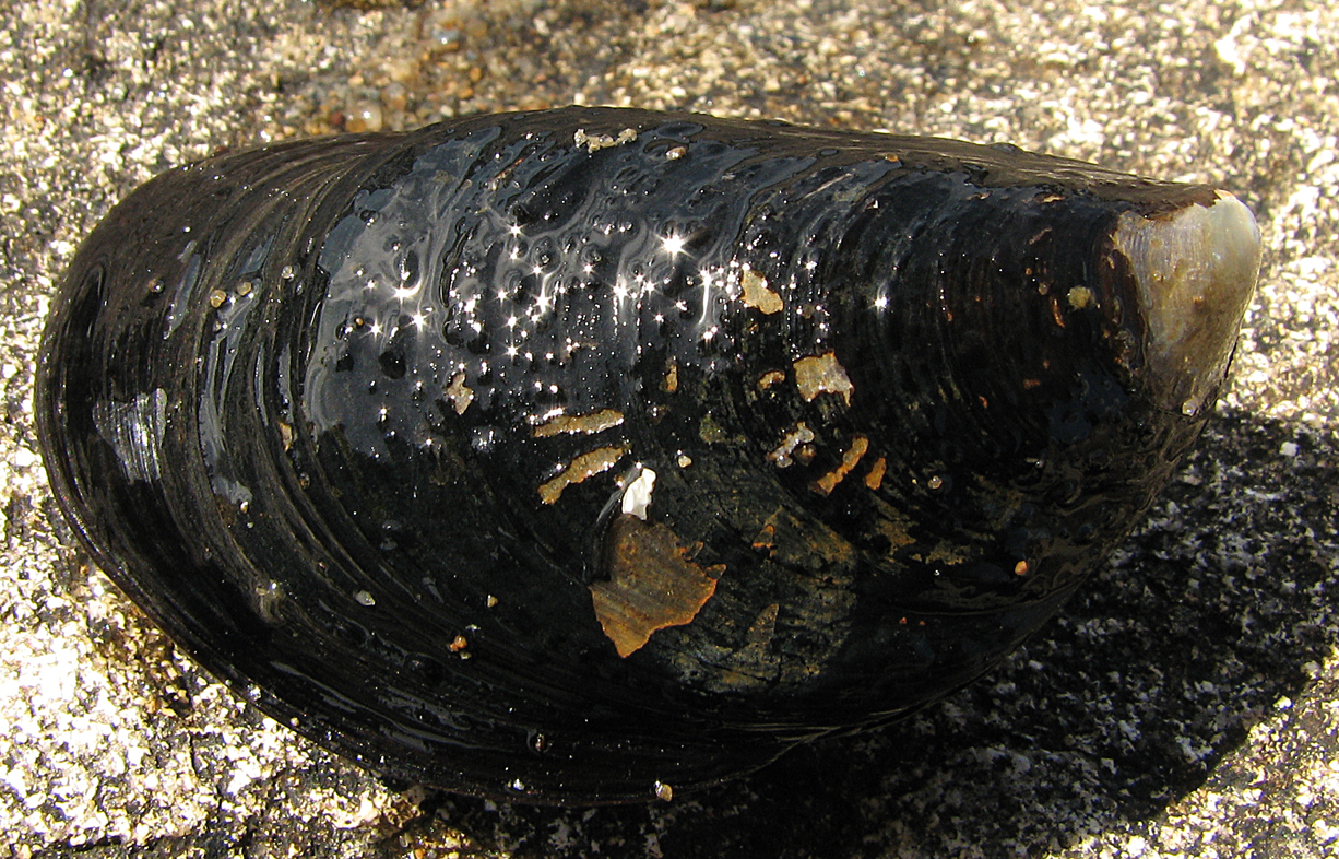 "PUERTO DE ENSUEÑO": Fauna de Ilo