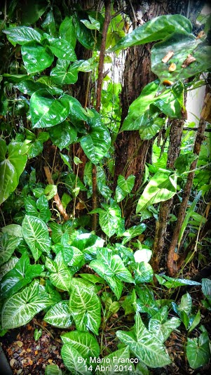 Meu Cantinho Verde: SINGÔNIO - ( Syngonium angustatum )