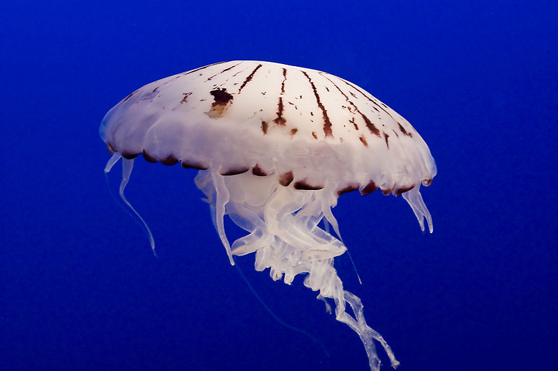 Beautiful Jellyfish in the World