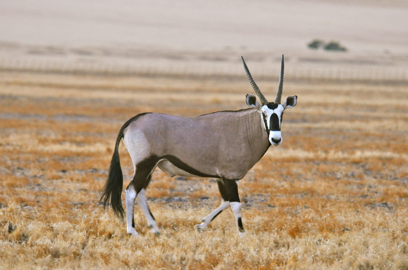 Órix-austral | blogface-heldermarques