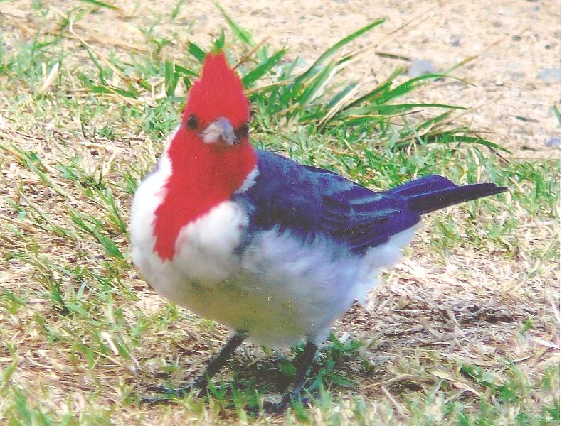 Inspiring Nature Photography By Carol Reynolds: Red-Crested Cardinal ...
