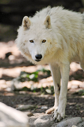 best photos 2 share: Wonderful Wolf Pictures