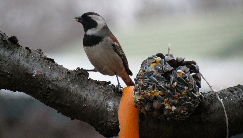 Speel-speel : muisvoël