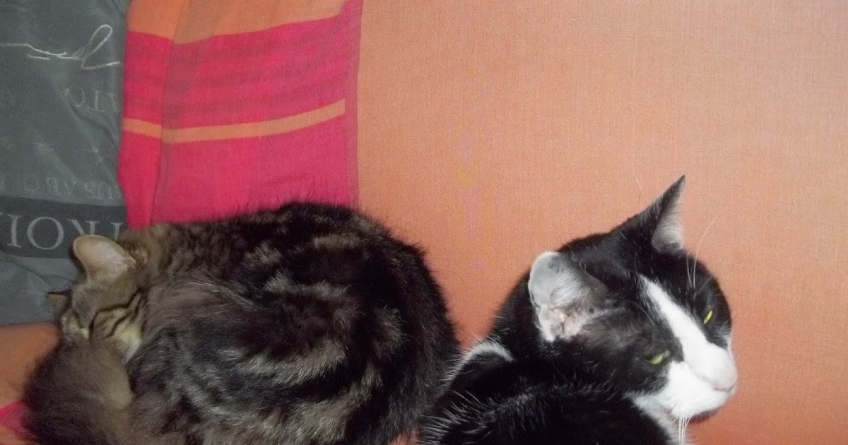 Alles ueber Tiere: Meine freche Katze