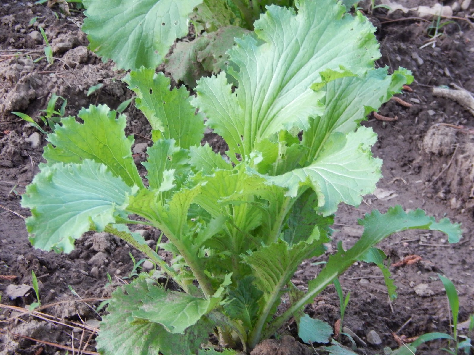 Thoughts from Frank and Fern: Garden Tour, End of April