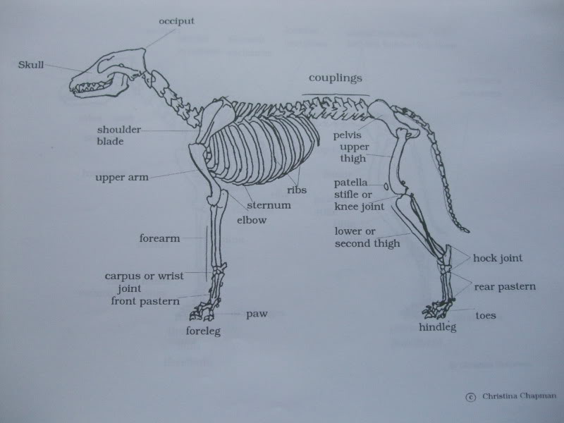 About the German Shepherd Dog: German Shepherd Dog KC Breed Standard