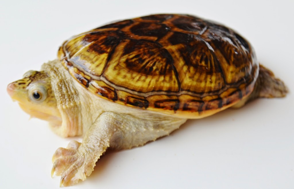 Tortugueros que nacen: tortuga almizclera chopontil (Claudius angustatus)