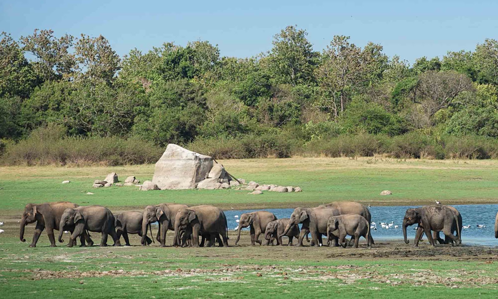 Minneriya National Park (Habarana, Sri Lanka) | Elephant Safari - Sri ...