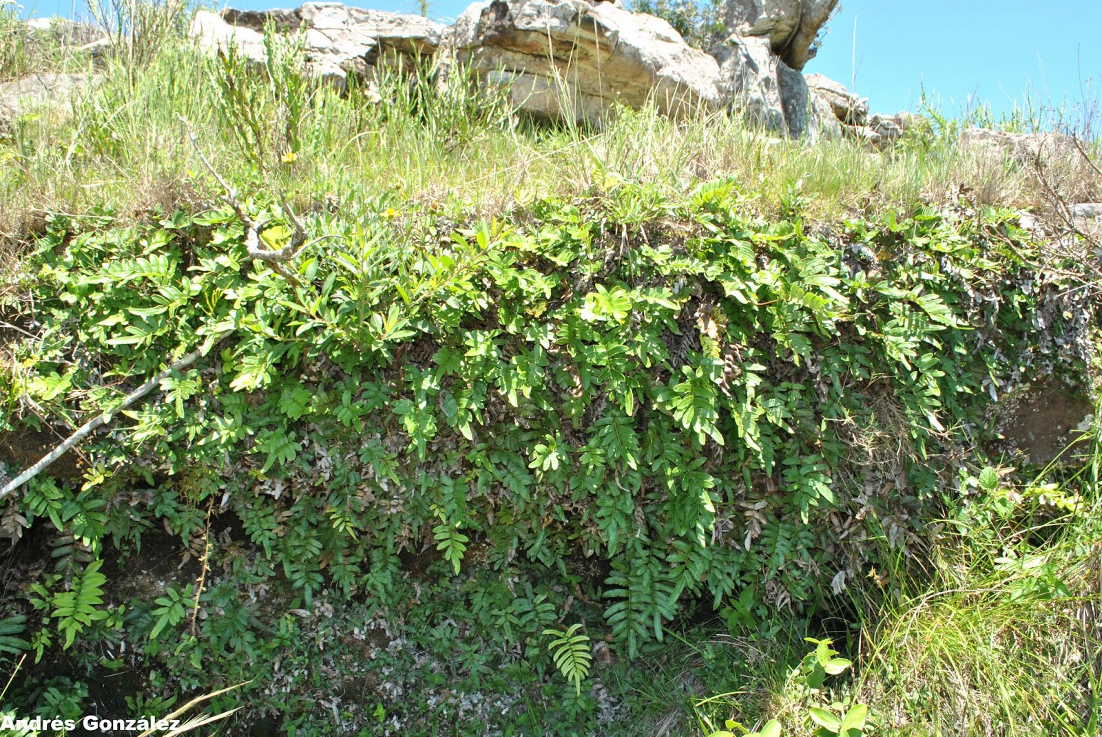 FOTOS DE FLORA NATIVA Y ADVENTICIAS DE URUGUAY : Parablechnum cordatum ...