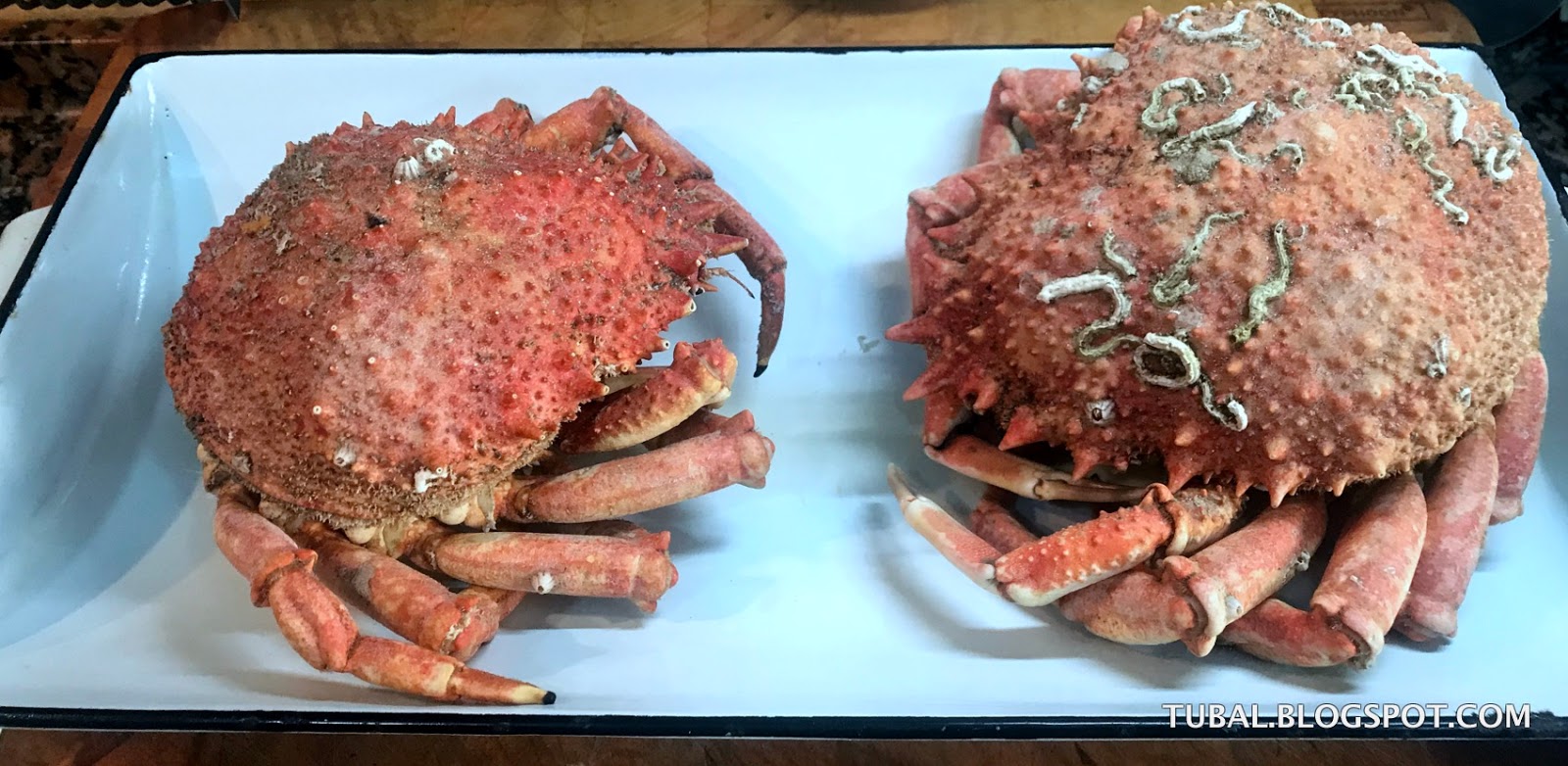 TUBAL: CENTOLLOS COCIDOS