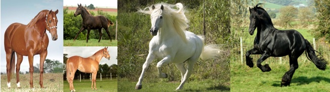 Cavalos e só !!: PRINCIPAIS PELAGENS (Classificação e diferenças)