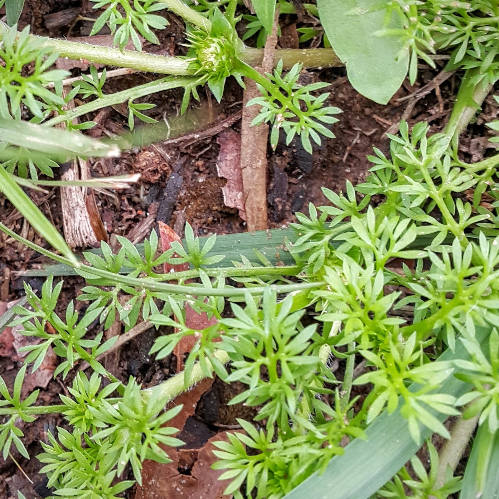 "Verdade//aspas" : 👪 Asteraceae (Soliva pterosperma)