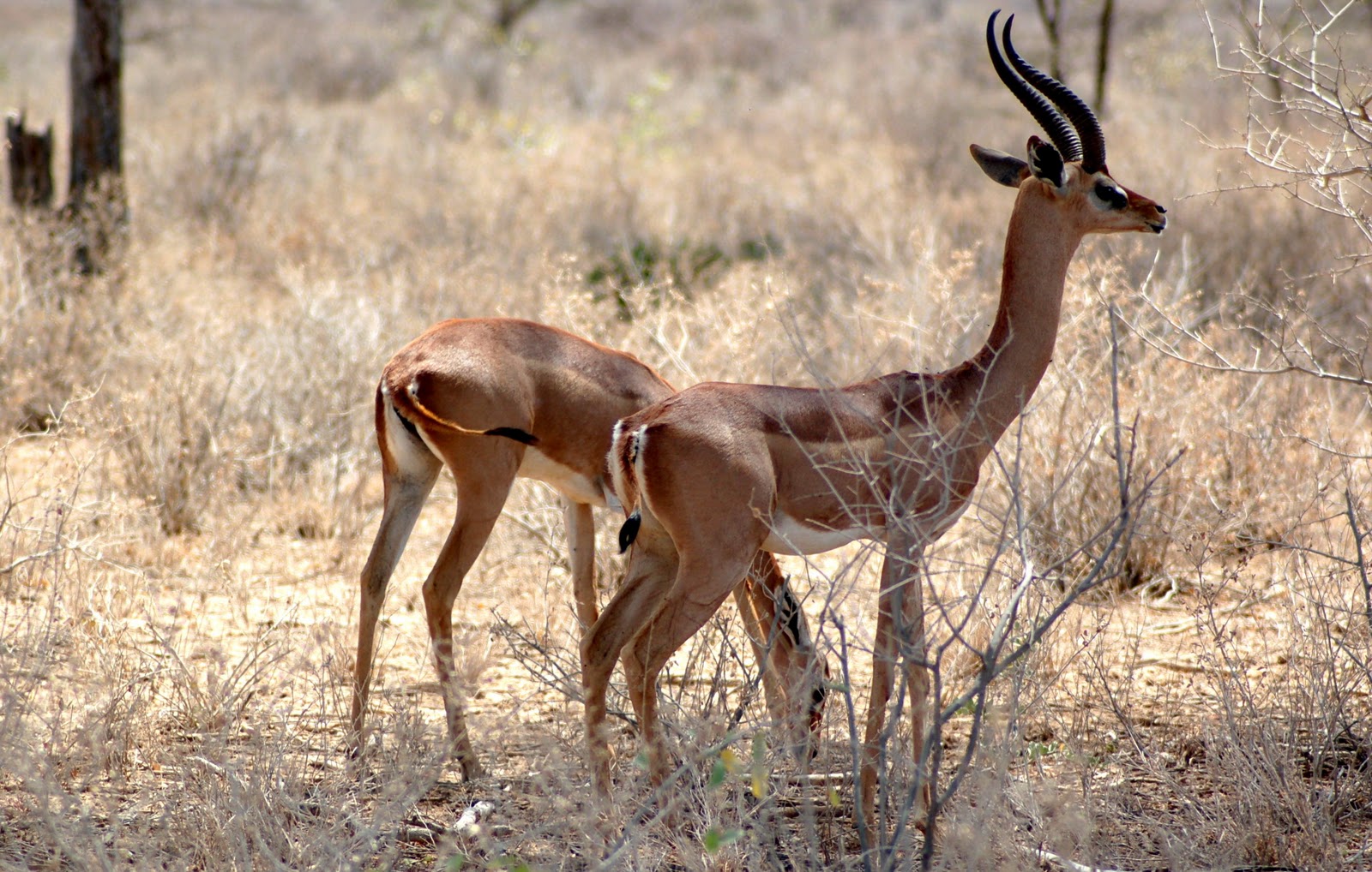 Imagination Lane: The A - Z April Challenge: G