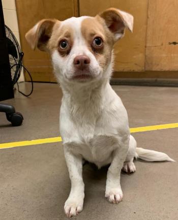 Shelter Dogs of Portland: "HONEY BUNNY" cute shy little teenage mix ...