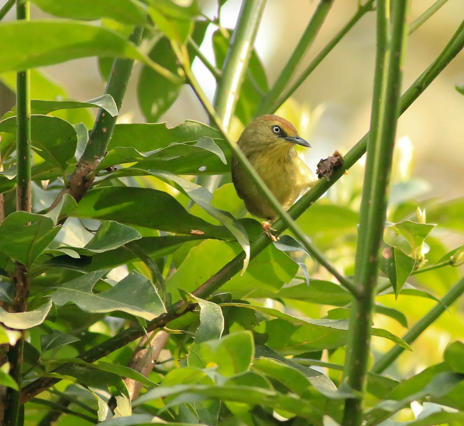 Vietnam Bird News: Ba Vi National Park
