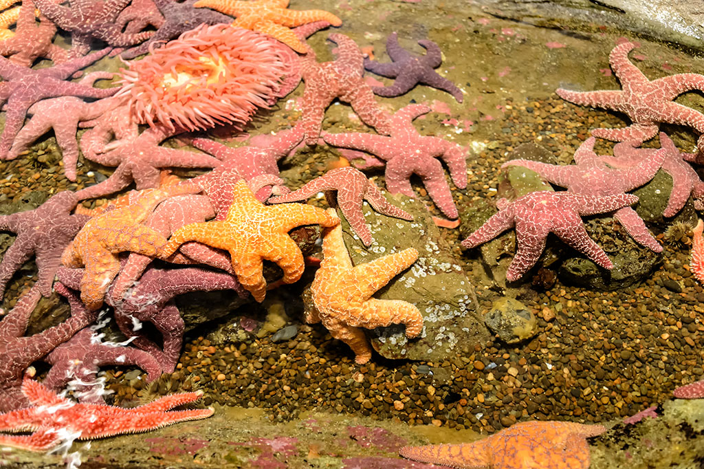Bubba's Garage: Things to do in Seattle - Seattle Aquarium