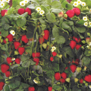 Welcome To Pakistan: Fruits and Crops