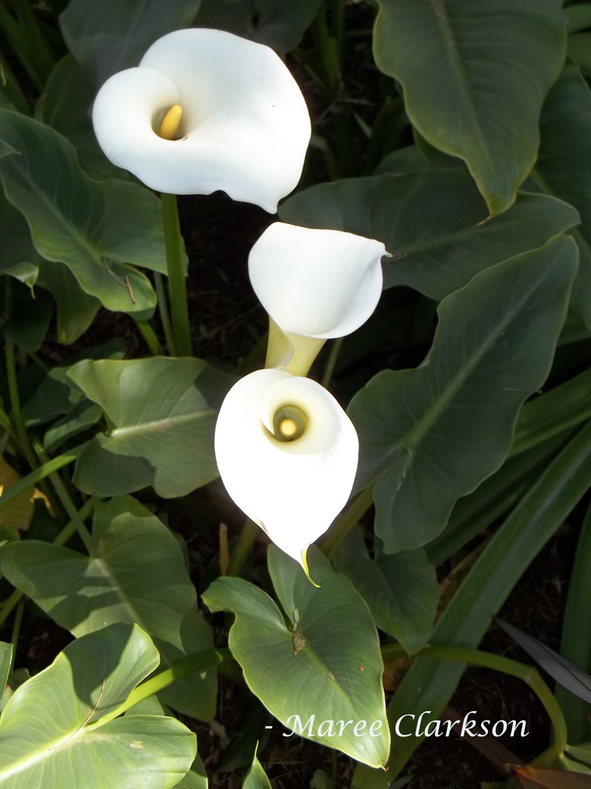 Gardening in Africa: Arum lilies after the winter