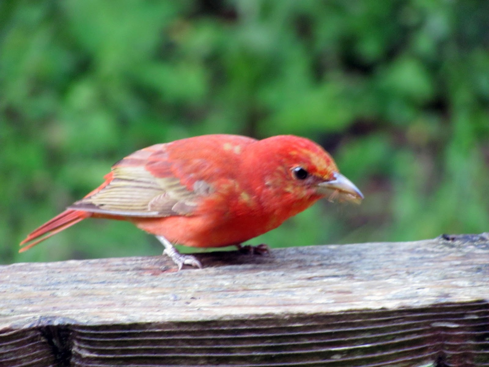 curving back: bright red bee eater