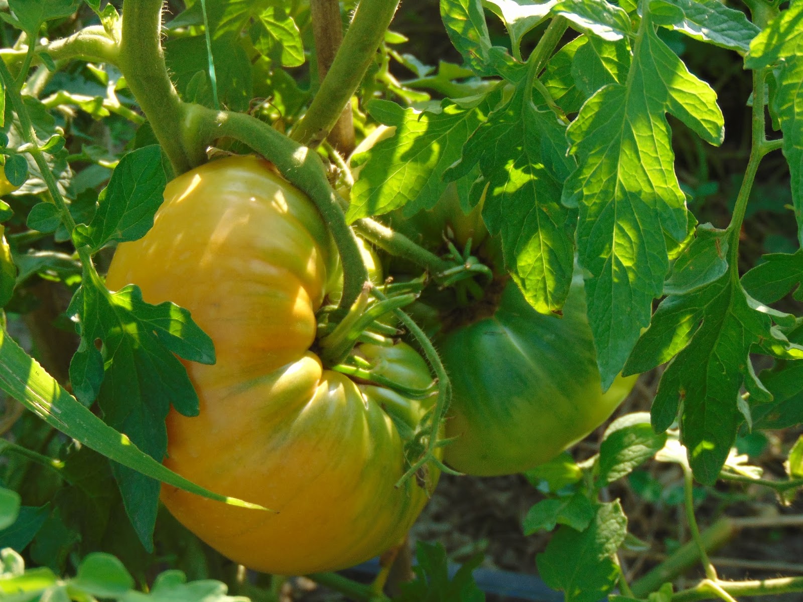 Trei mândre - Grădina Mirelei