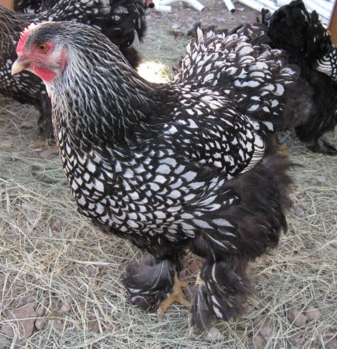 Freckled Citizen: Chicken Watch!